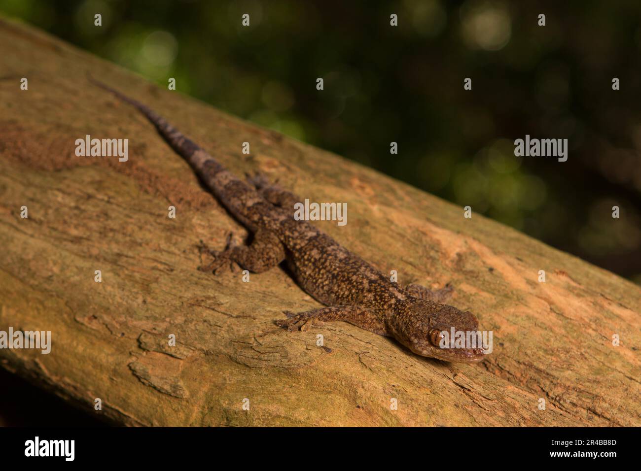 Velvet gecko (Blaesodactylus ambonihazo), on tree bark in the dry ...