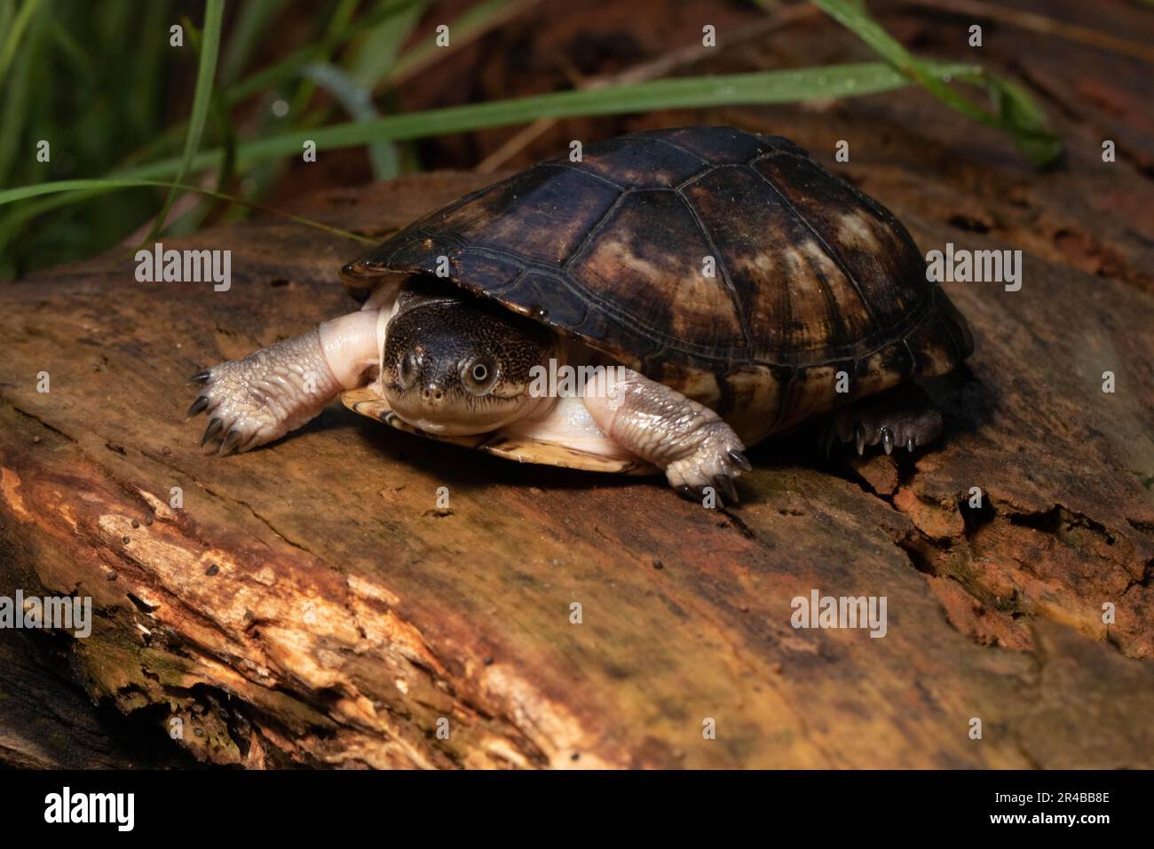 Yellow-bellied clavate pelomedus (Pelusios castanoides) turtle in the ...