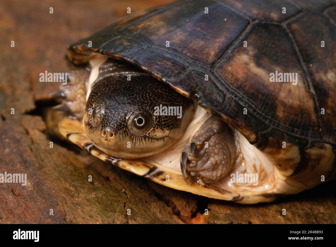 Yellow-bellied clavate pelomedus (Pelusios castanoides) turtle ...