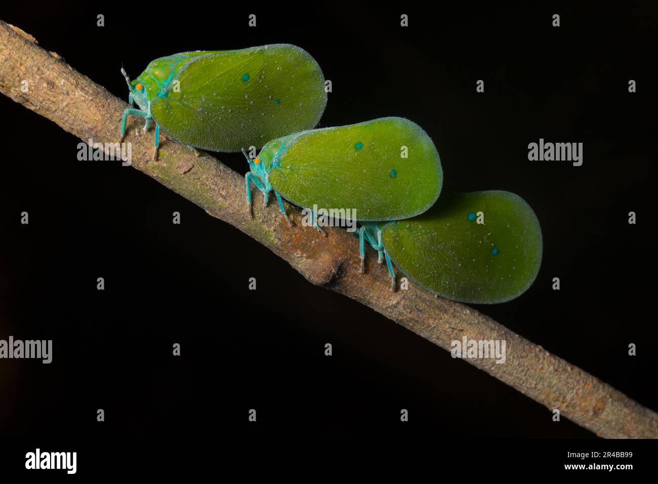 Colourful butterfly cicada (Flatidae ssp.) on branch in dry forest of ...