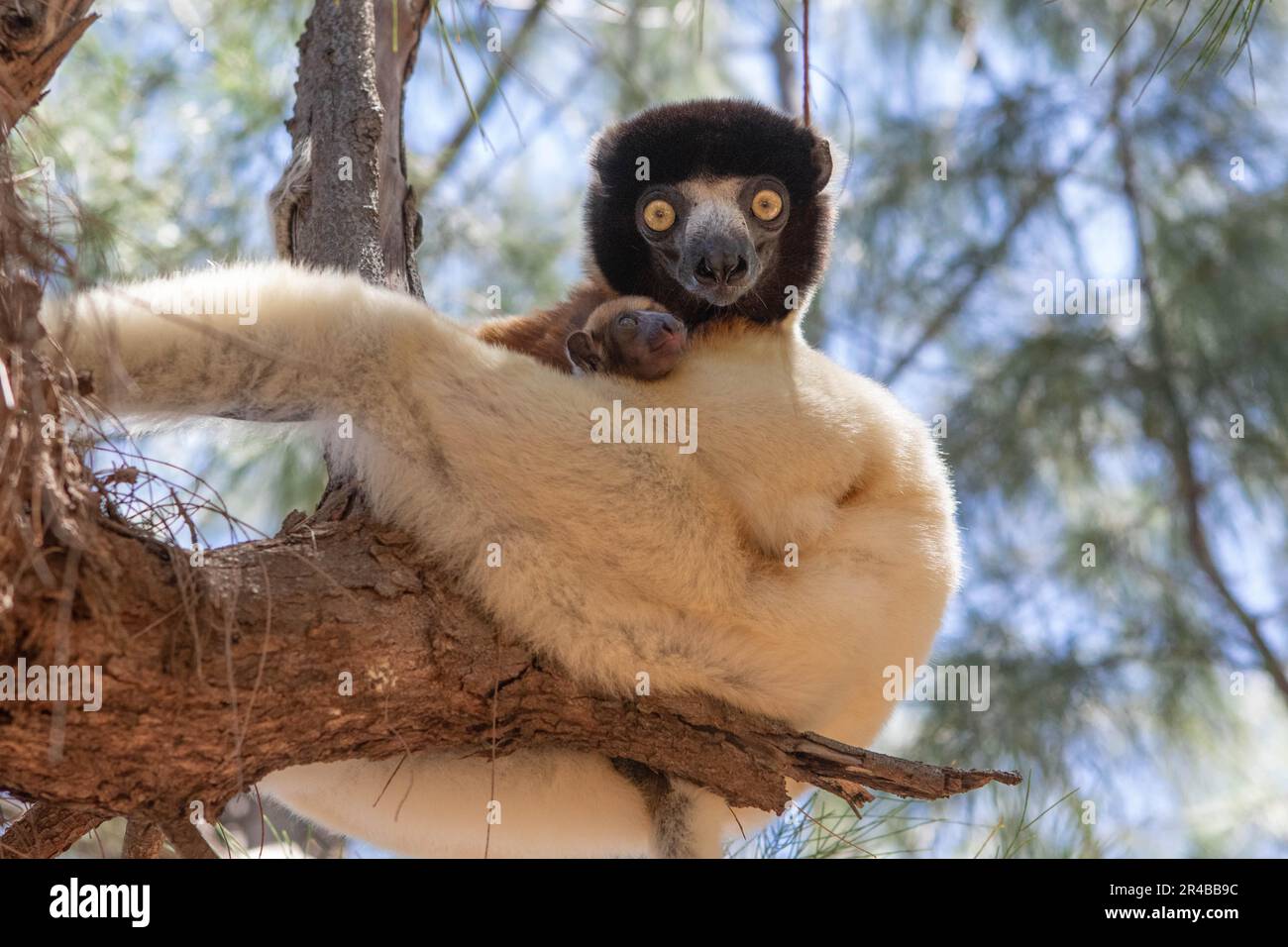 Female crowned sifaka (Propithecus coronatus) with young in tree ...
