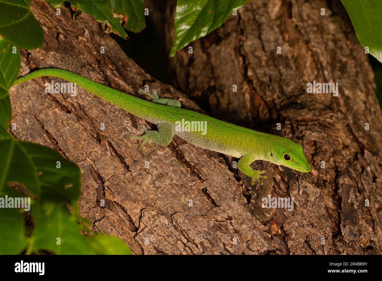 Koch's day gecko (Phelsuma kochi) on tree bark in the dry forest of ...