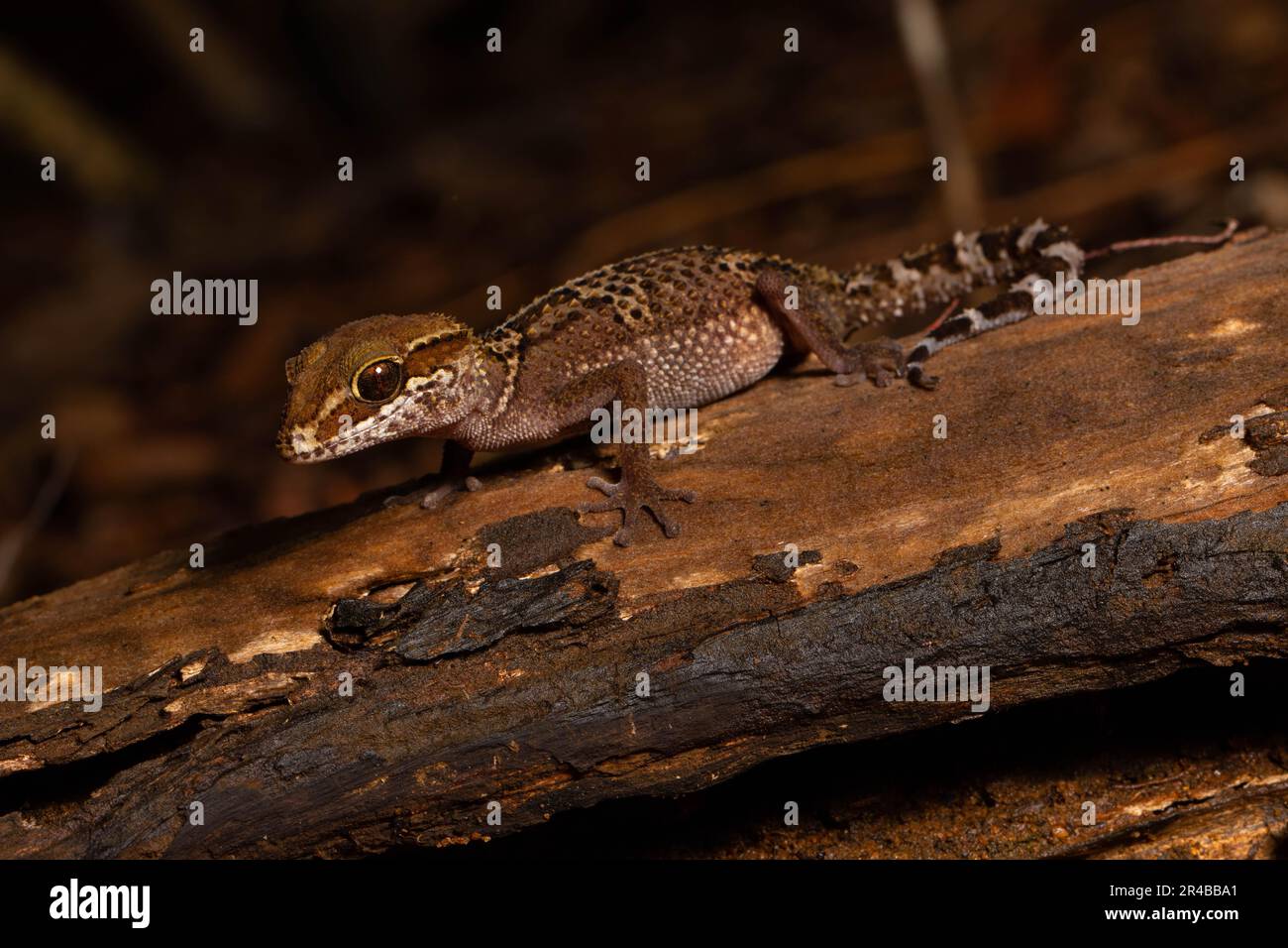 Stumpff's ground gecko (Paroedura stumpffi), female, on tree bark in ...