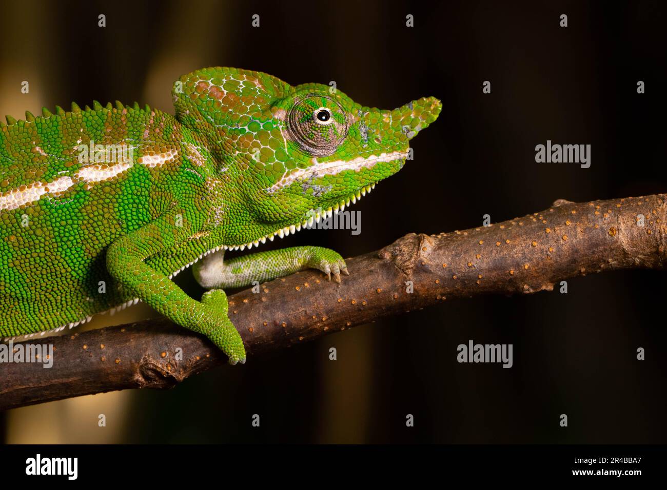 Rediscovered male voeltzkow's chameleon (Furcifer voeltzkowi ...