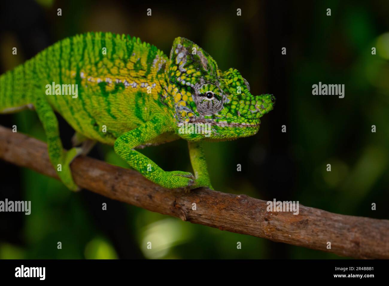 Rediscovered male voeltzkow's chameleon (Furcifer voeltzkowi ...