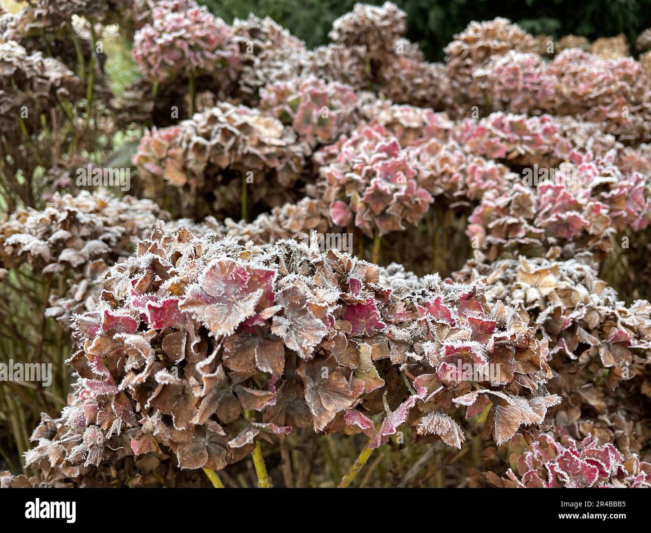 Striking combination of vibrant colors hi-res stock photography and ...