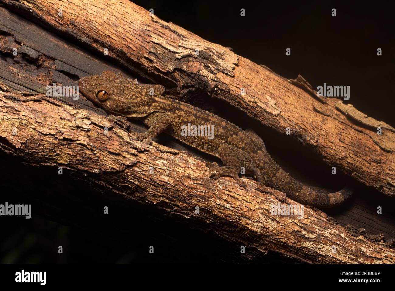 Madagascar endangered forest hi-res stock photography and images - Alamy