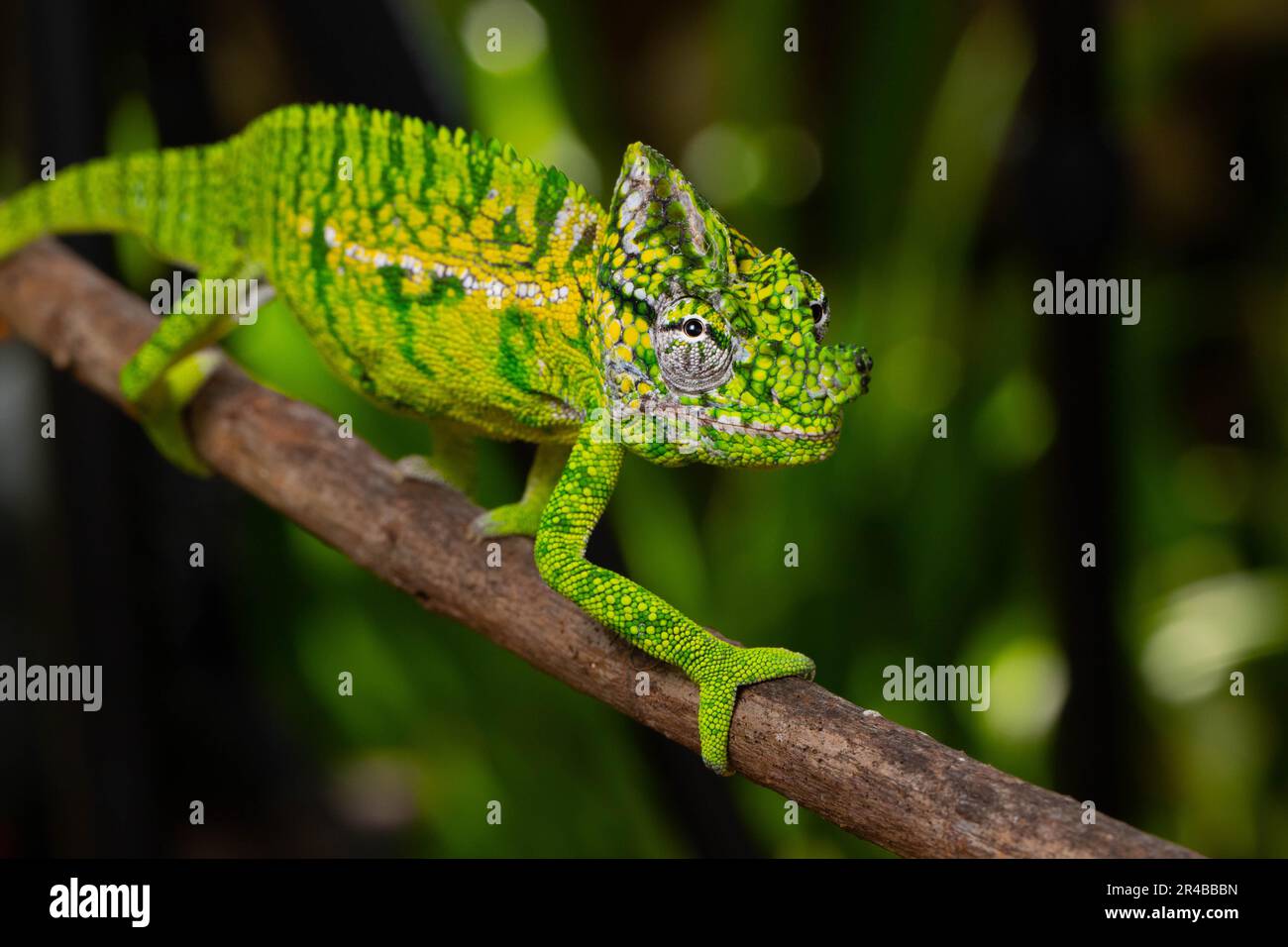 Rediscovered male voeltzkow's chameleon (Furcifer voeltzkowi ...