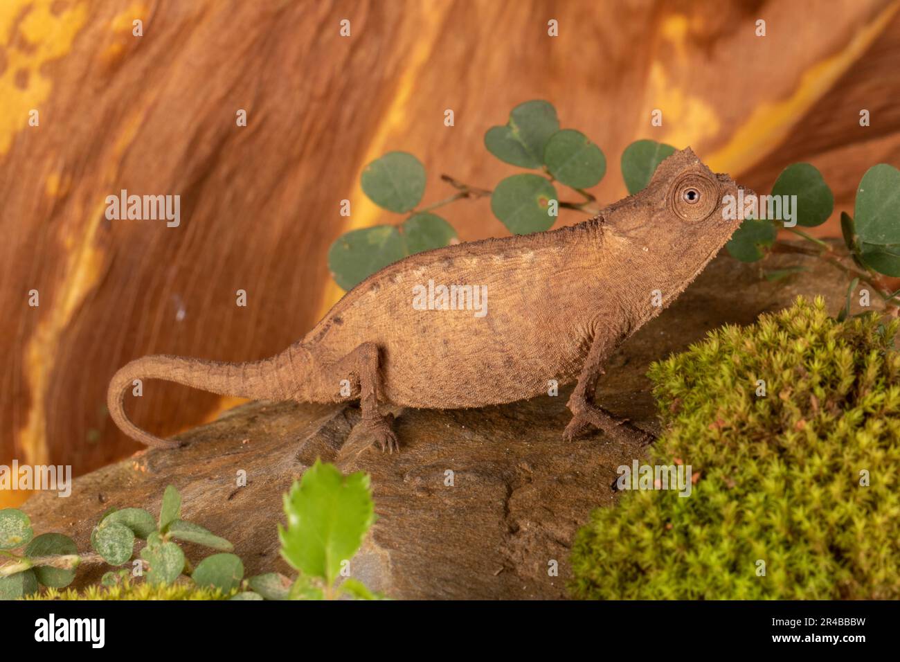 Female Stumpff's earth chameleon (Brookesia stumpffi) in the rainforest ...