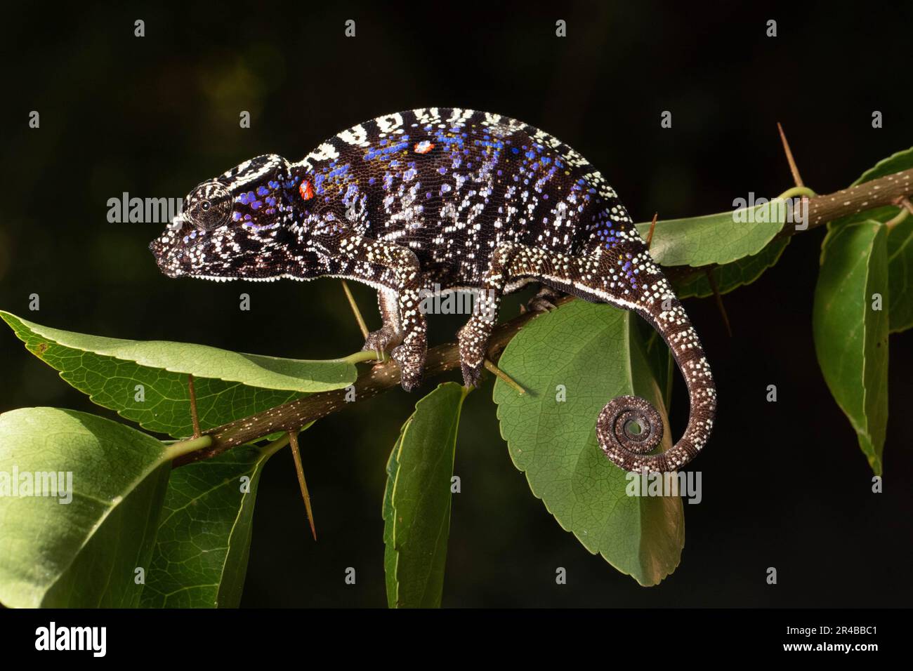 Rediscovered female voeltzkow's chameleon (Furcifer voeltzkowi ...