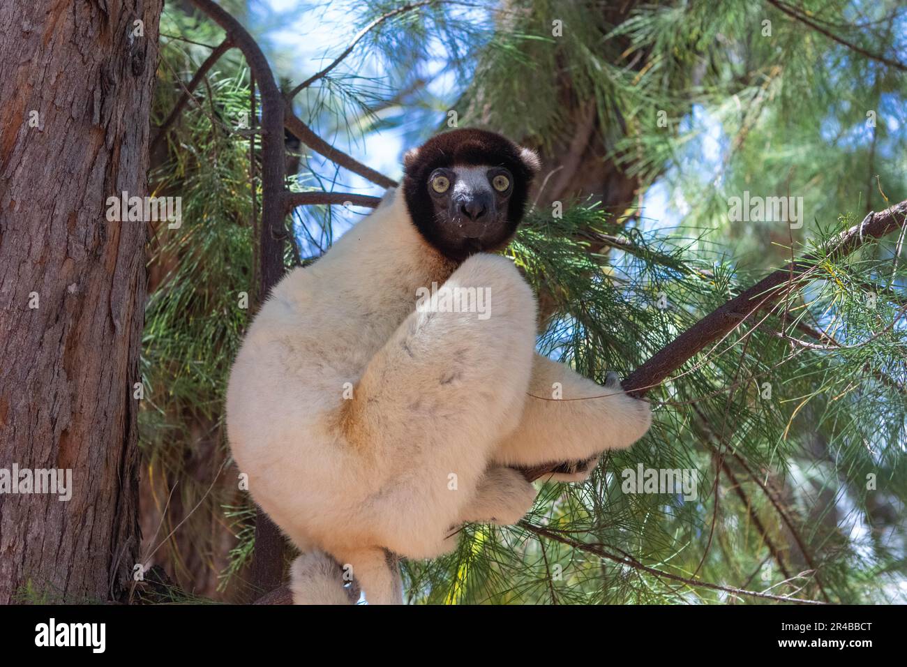Male crowned sifaka (Propithecus coronatus) in tree, endangered, in dry ...