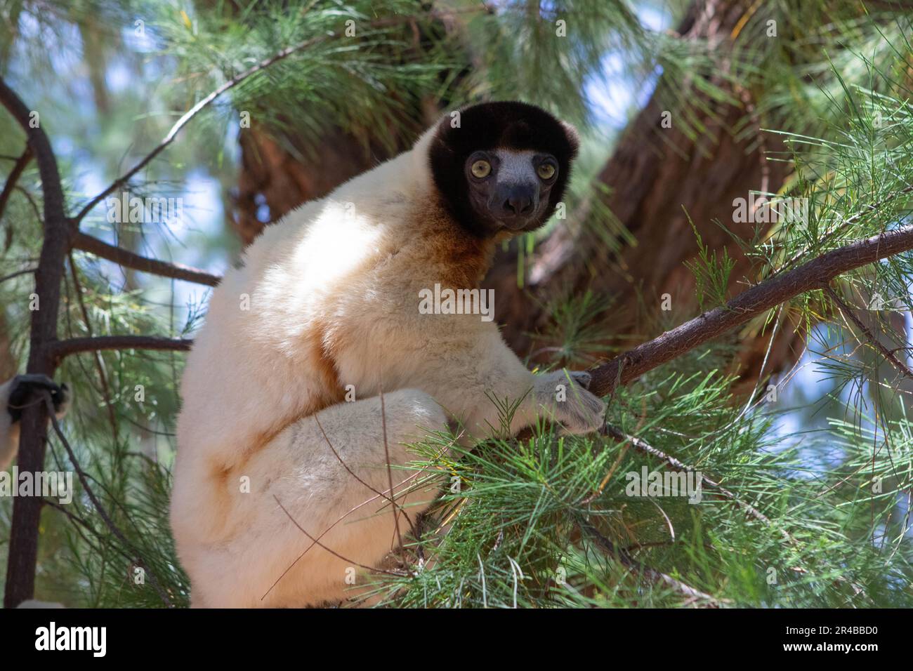 Male crowned sifaka (Propithecus coronatus) in tree, endangered, in dry ...