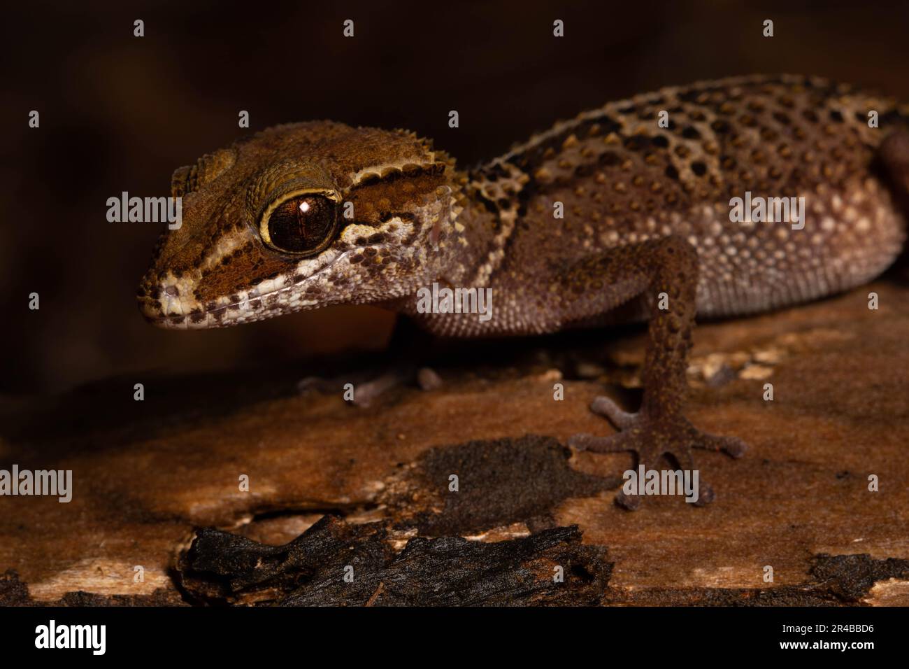 Stumpff's ground gecko (Paroedura stumpffi), female, portrait, on tree ...