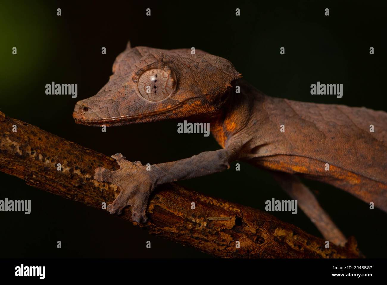 Arrow-tailed gecko (Uroplatus ebenaui), female, portrait, camouflaged ...