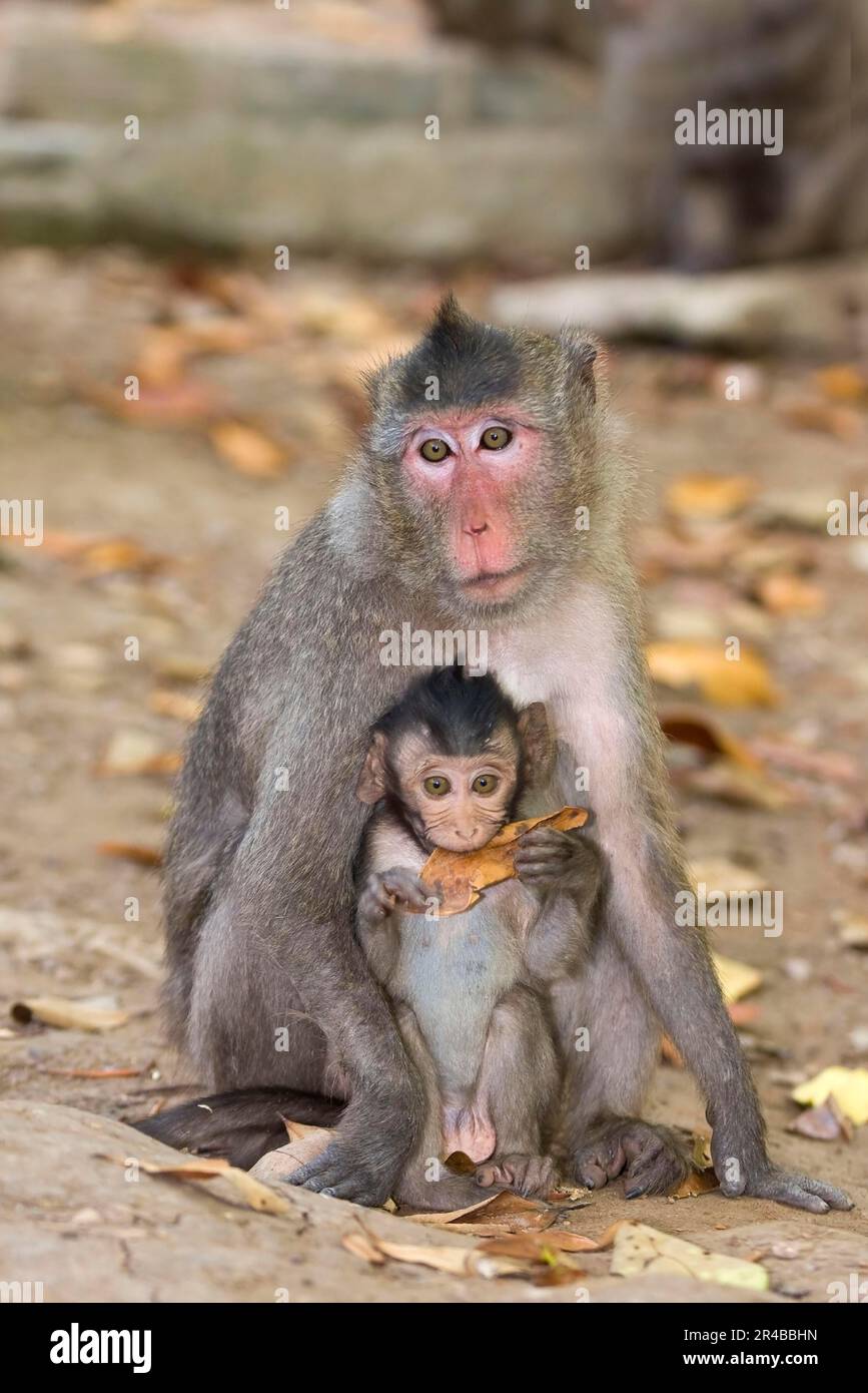 Rhesus macaques (Macaca mulatta), female with young, Cat Tien National ...