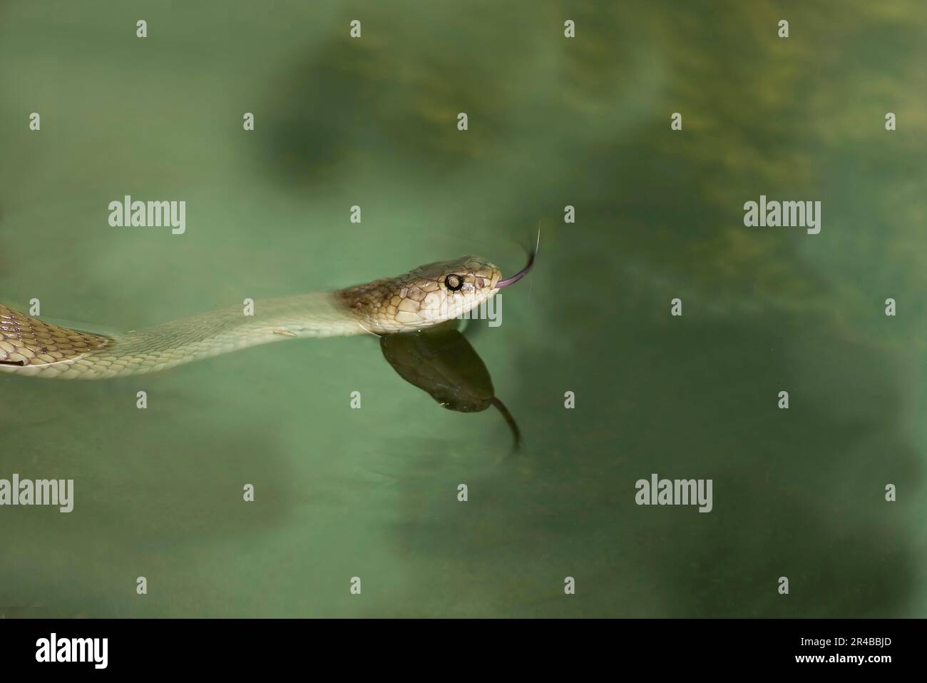 Chinese rat snake, Phu Quoc, Indochinese rat snake, zuenglen, tongues ...