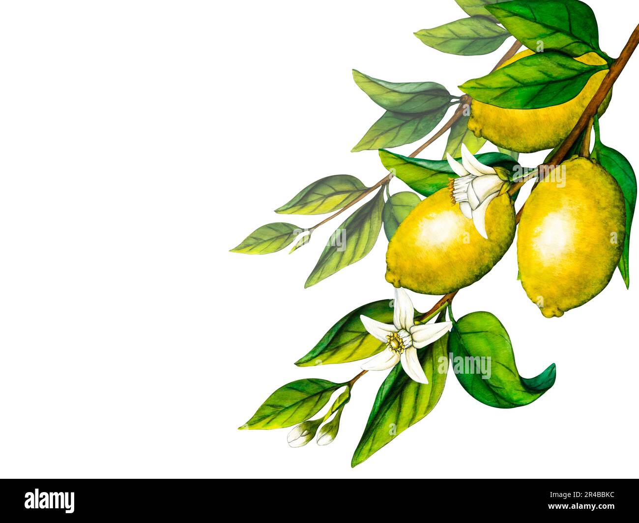 Watercolor lemon tree branch with flowers isolated on white background ...