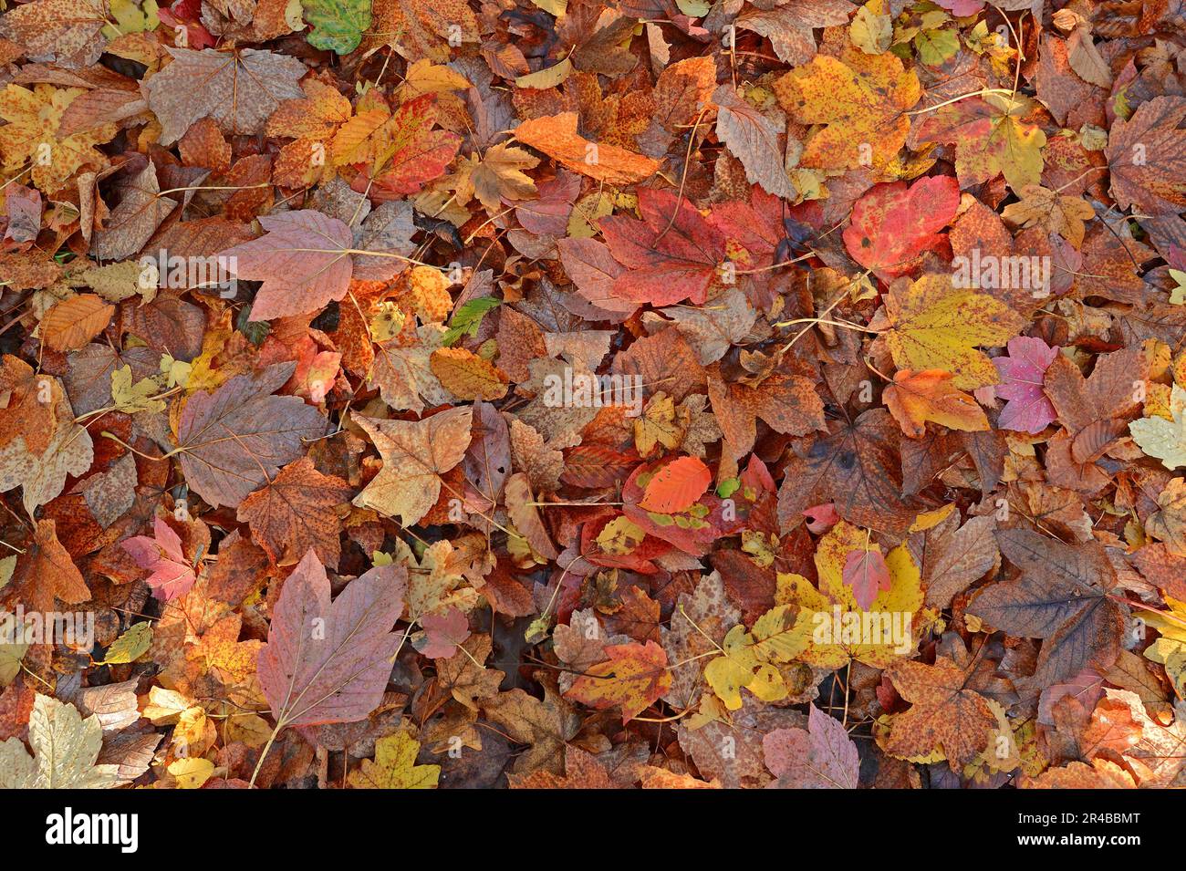Norway Maple (Acer platanoides), autumn foliage, North Rhine-Westphalia ...