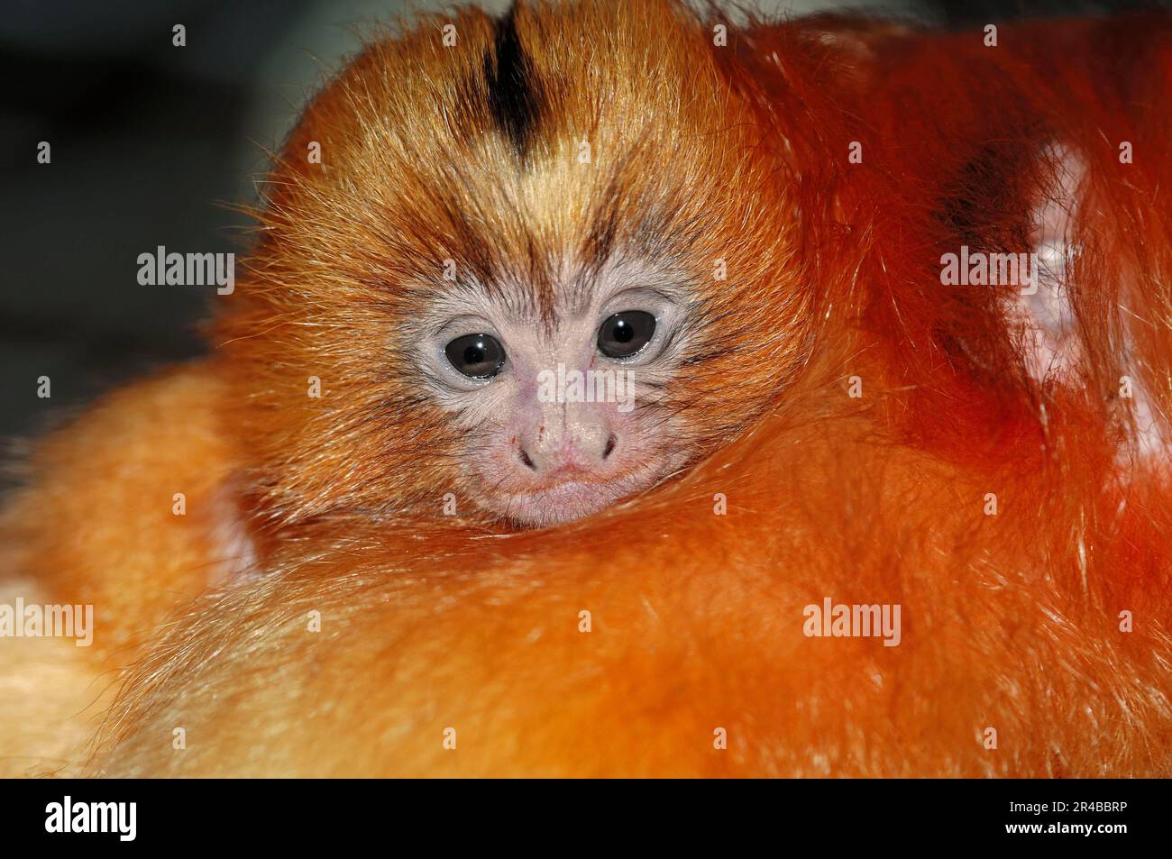 Baby Golden Headed Lion Tamarin