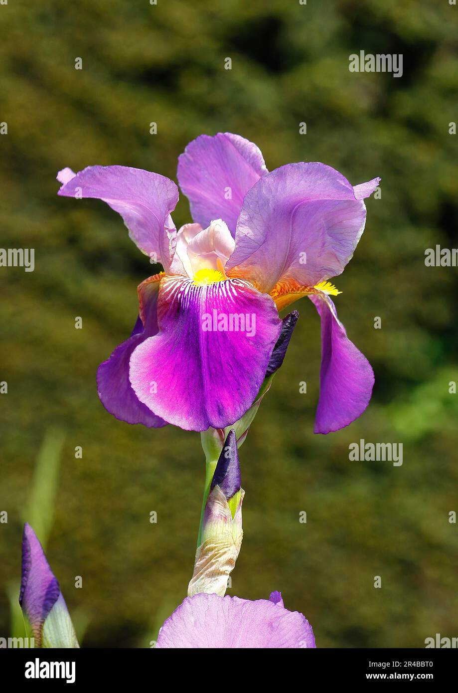 German lily hybrid (Iris germanica x hybrid), flower, North Rhine ...