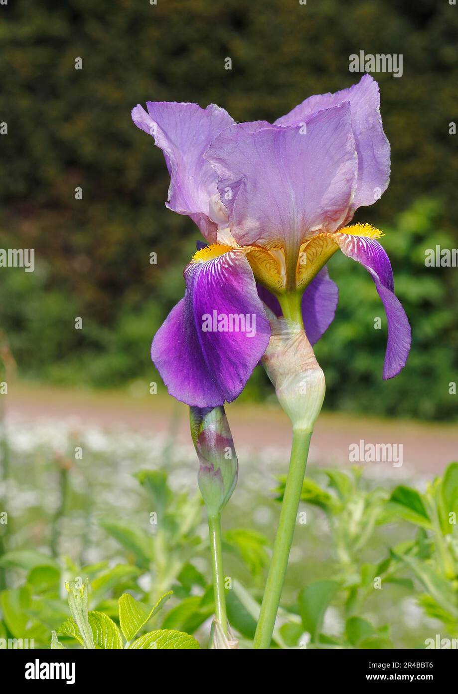 German lily hybrid (Iris germanica x hybrid), flower, North Rhine ...