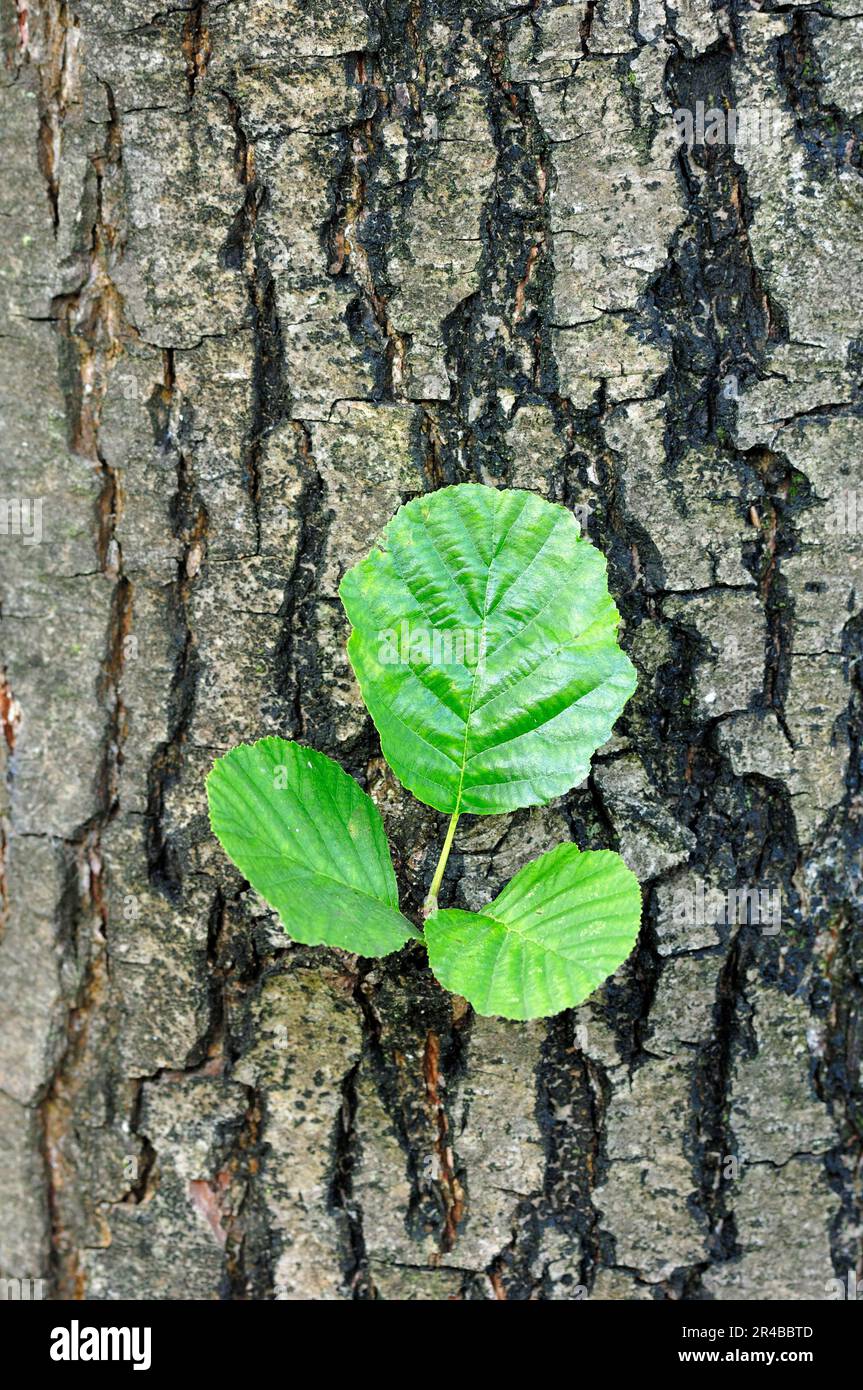 Black alder (Alnus glutinosa), bark and leaves, North Rhine-Westphalia ...