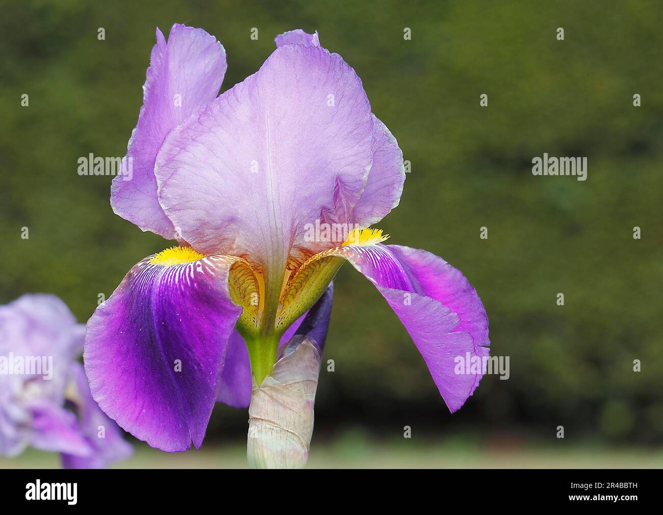 German lily hybrid iris germanica x hybrid hi-res stock photography and ...