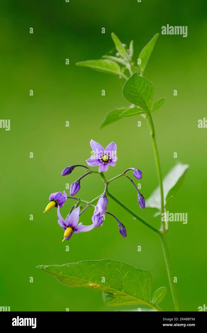 Climbing nightshade hi-res stock photography and images - Alamy