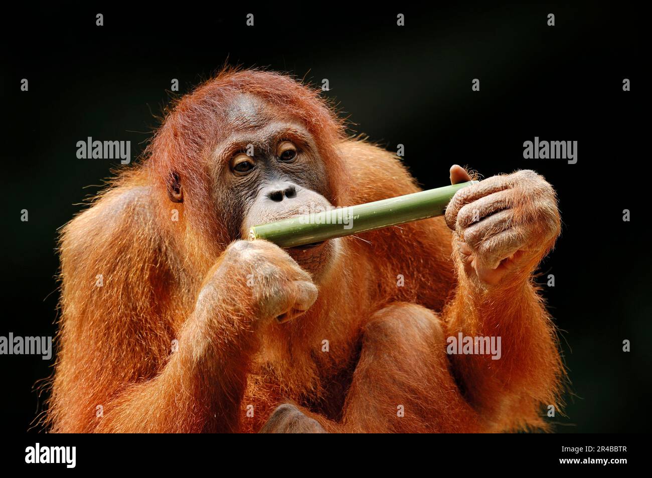 Young Sumatran orangutan (Pongo abelii) (Pongo pygmaeus abelii ...