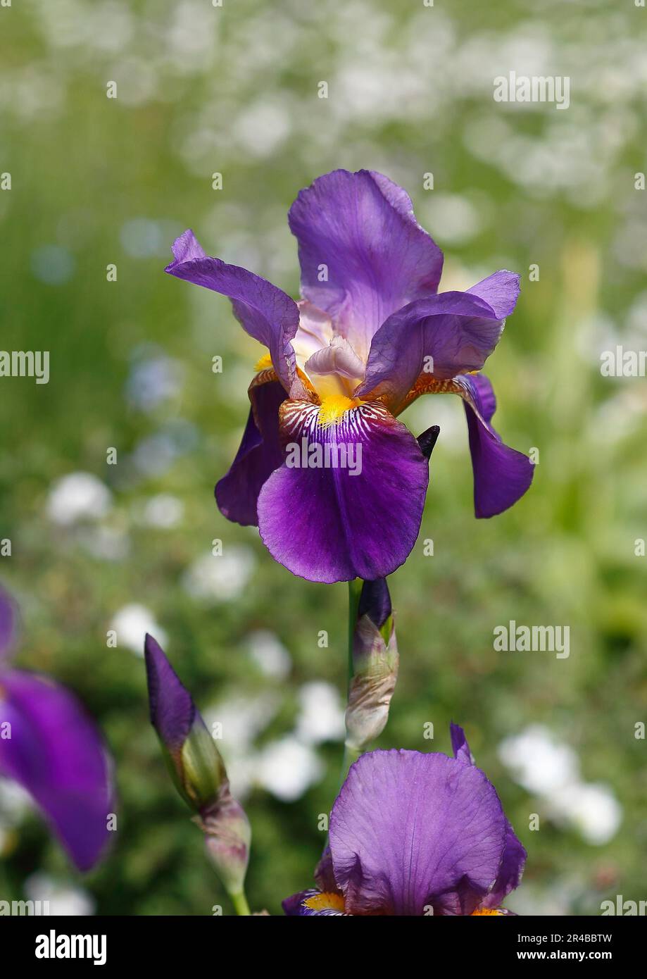 German lily hybrid (Iris germanica x hybrid), flower, North Rhine ...