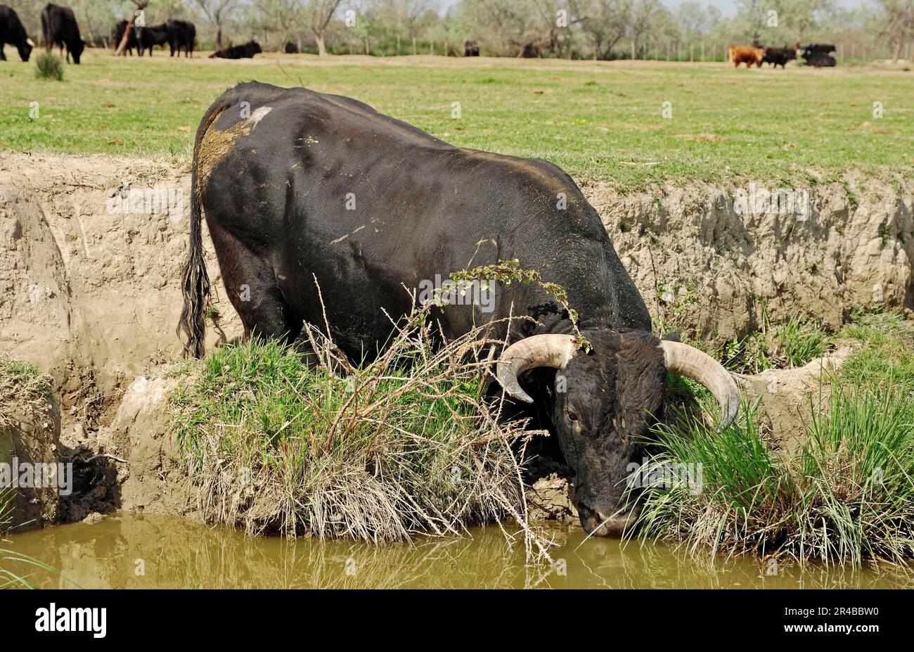 Camargue bull, Camargue, Provence, South of France, Camargue cattle ...
