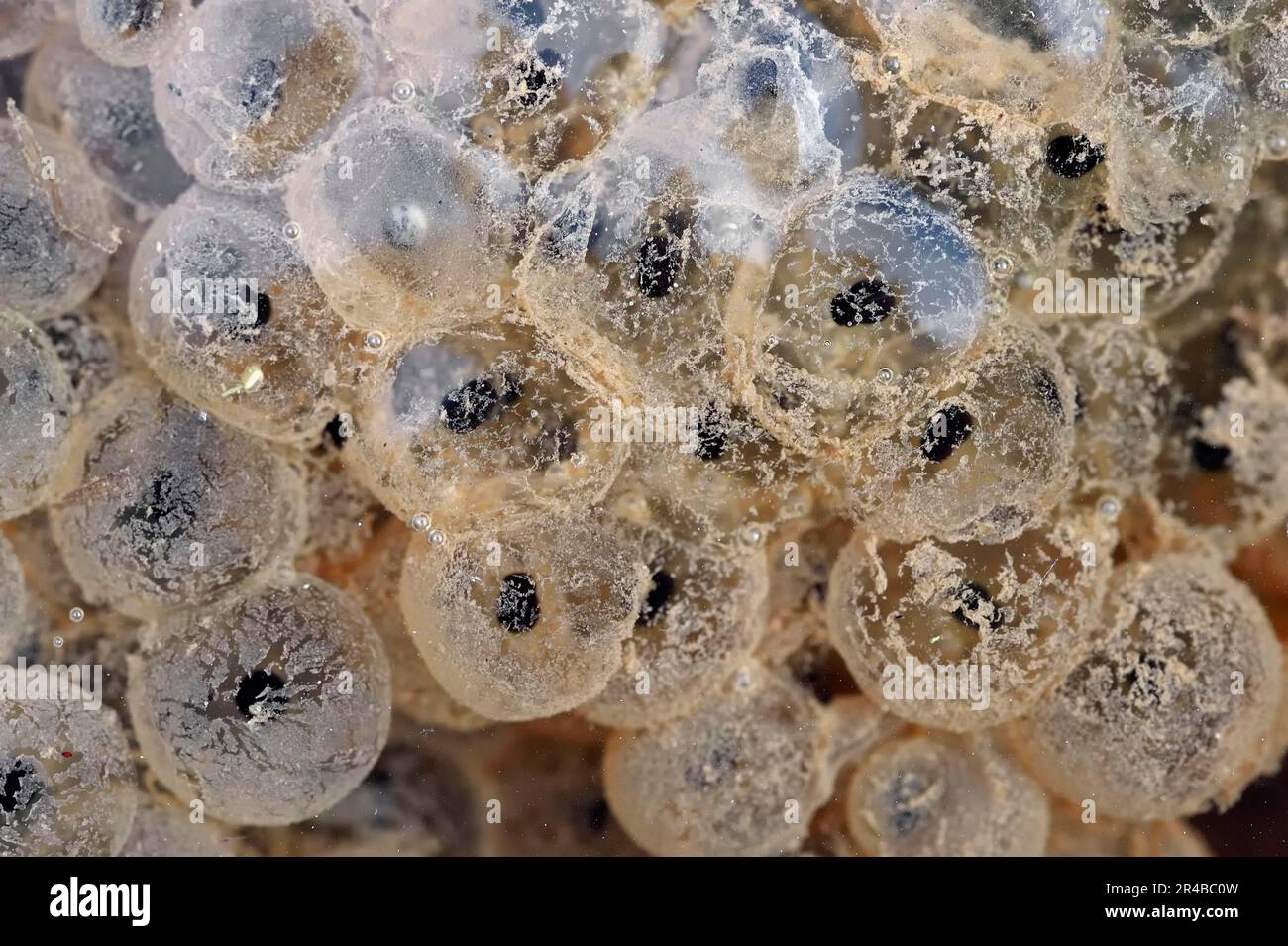 Common European Frog, spawn, North Rhine-Westphalia, Germany (Rana temporaria Stock Photo - Alamy