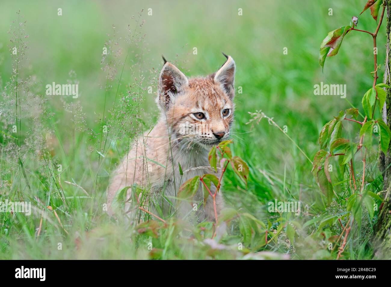 European Lynx (Lynx lynx), cub Stock Photo - Alamy