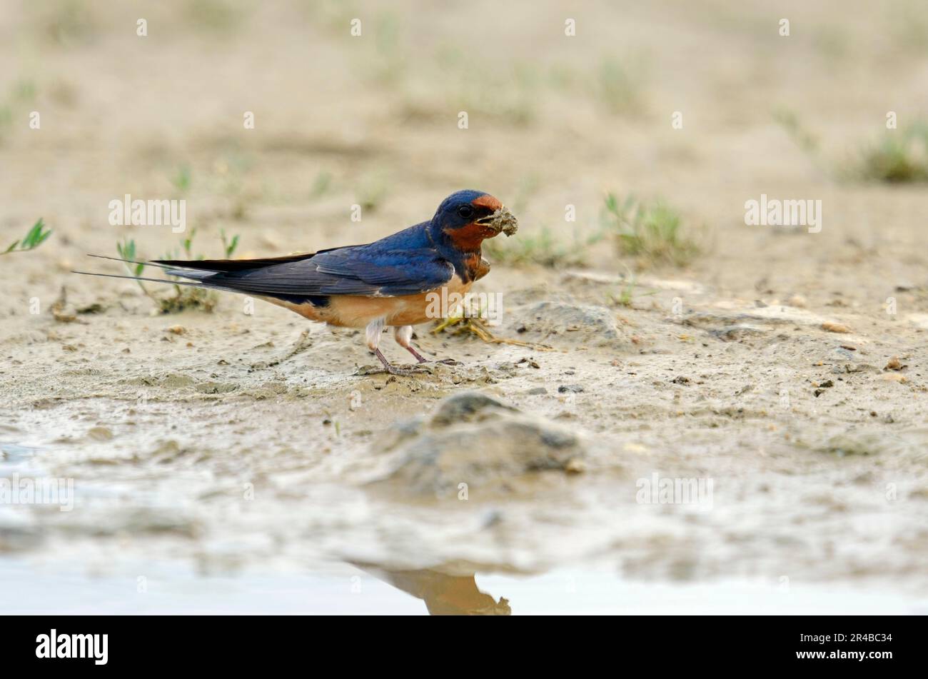 Barn swallow (Hirundo rustica) collects mud to build nest, swallow ...