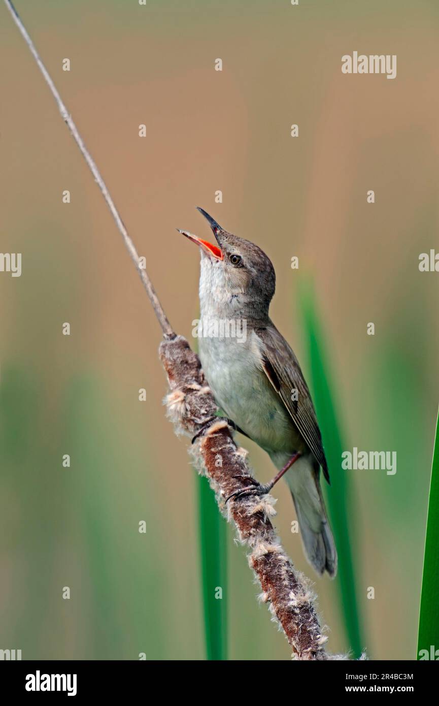 Great Reed Warbler (Acrocephalus arundinaceus), male, Greece Stock ...