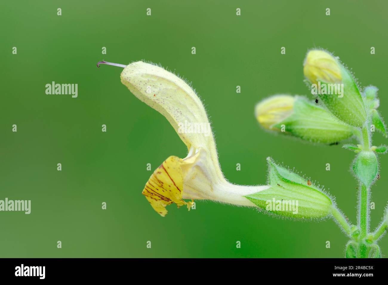 Sticky Sage (Salvia glutinosa), Bavaria, Yellow sage, Germany Stock ...