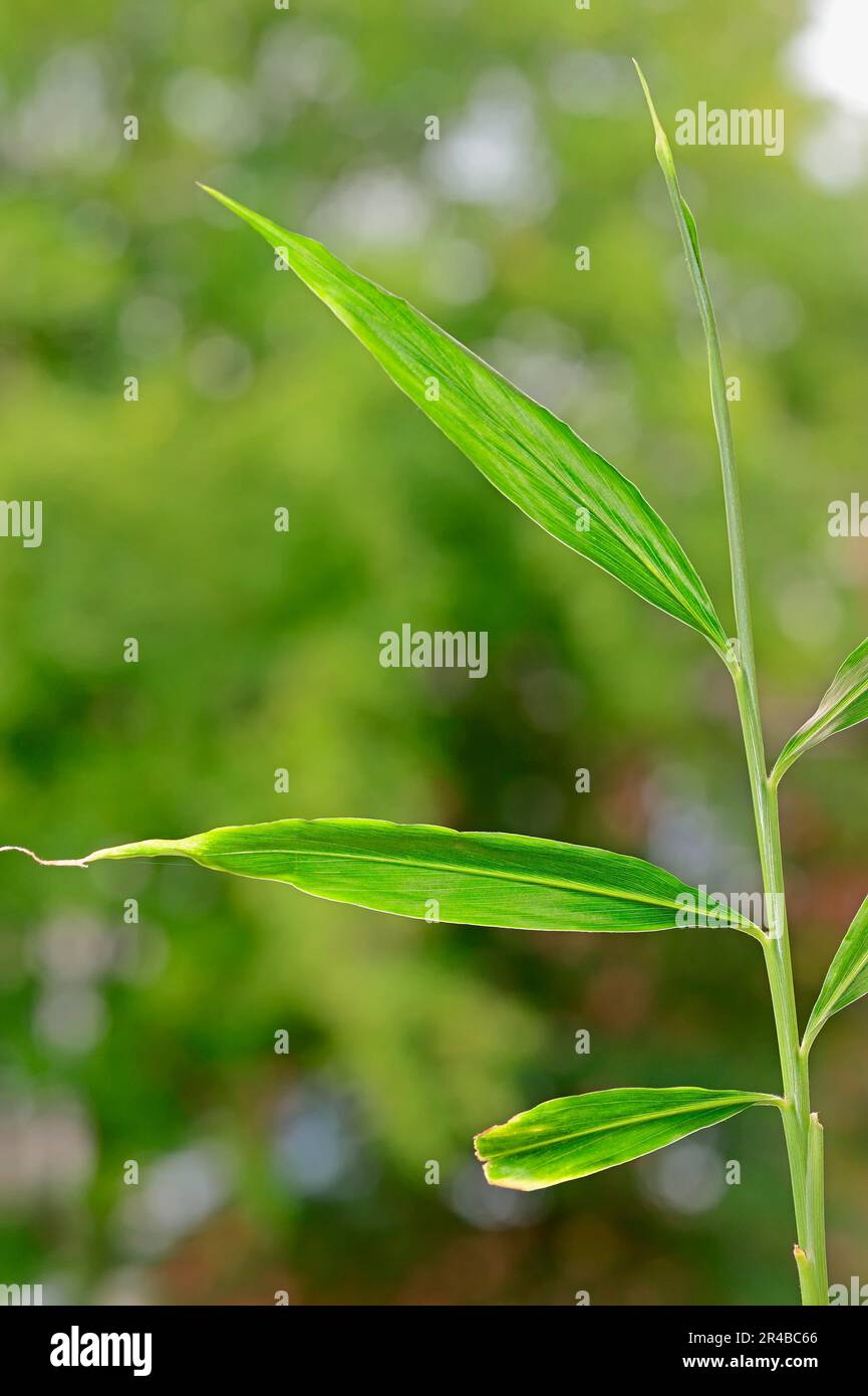 Common Ginger (Zingiber officinale Stock Photo - Alamy