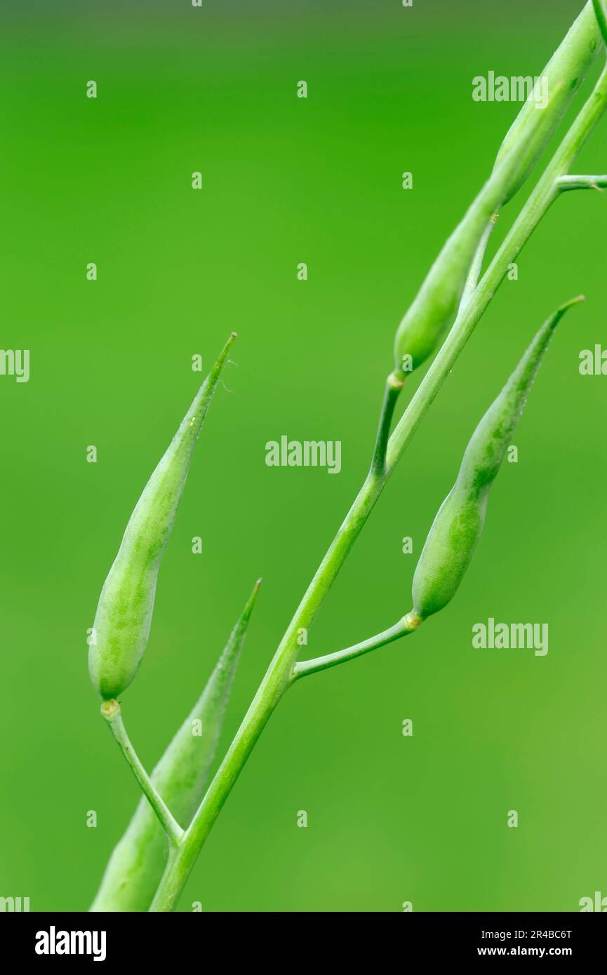 Wild Radish (Raphanus raphanistrum), pods, North Rhine-Westphalia ...