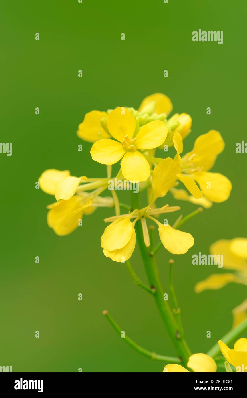 Field mustard hi-res stock photography and images - Alamy
