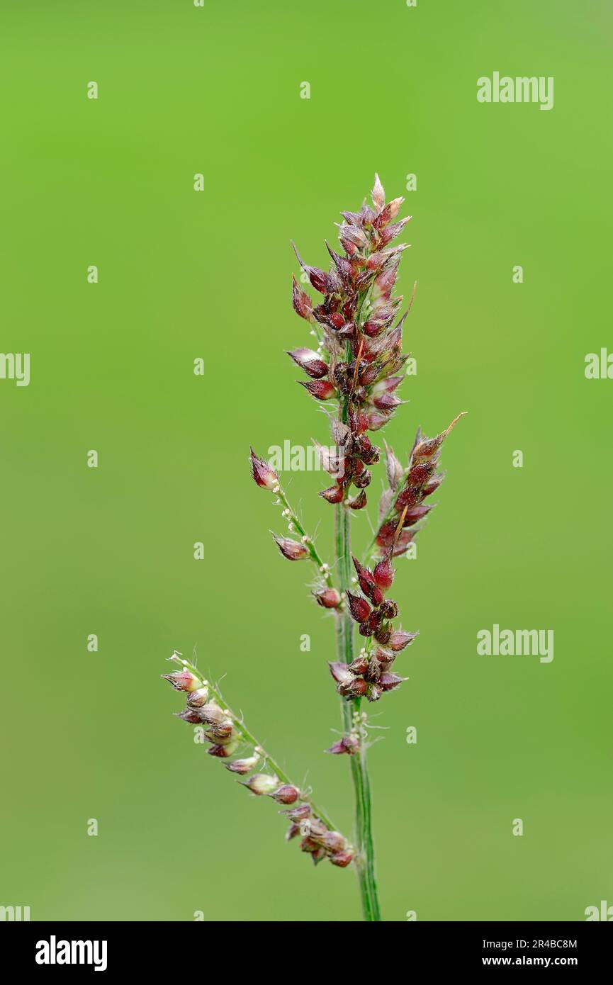 Barnyard Grass, North Rhine-Westphalia, Germany, Barnyardgrass ...