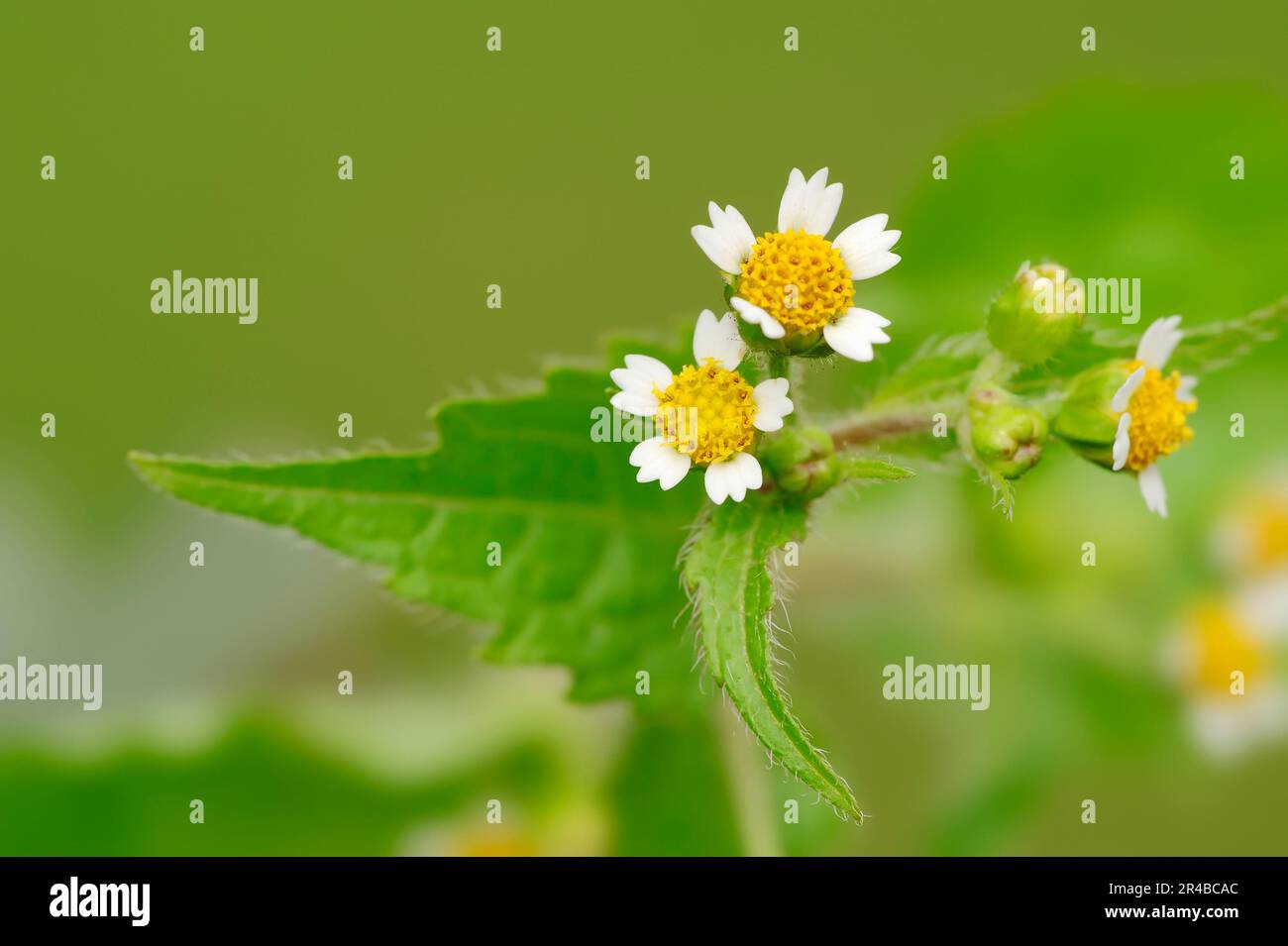 Common quickweed hi-res stock photography and images - Alamy