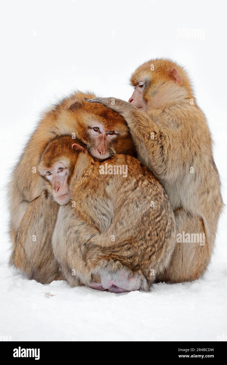 Barbary Monkeys (Macaca sylvanus) (Macaca sylvana), Barbary Ape Stock ...