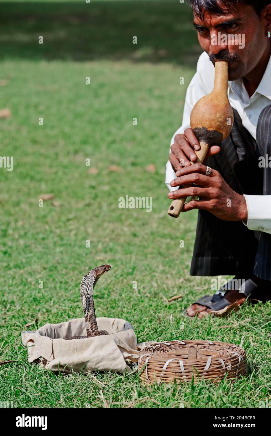 Snake charmer with Spectacled Cobra (Naja naja), New Delhi, India ...