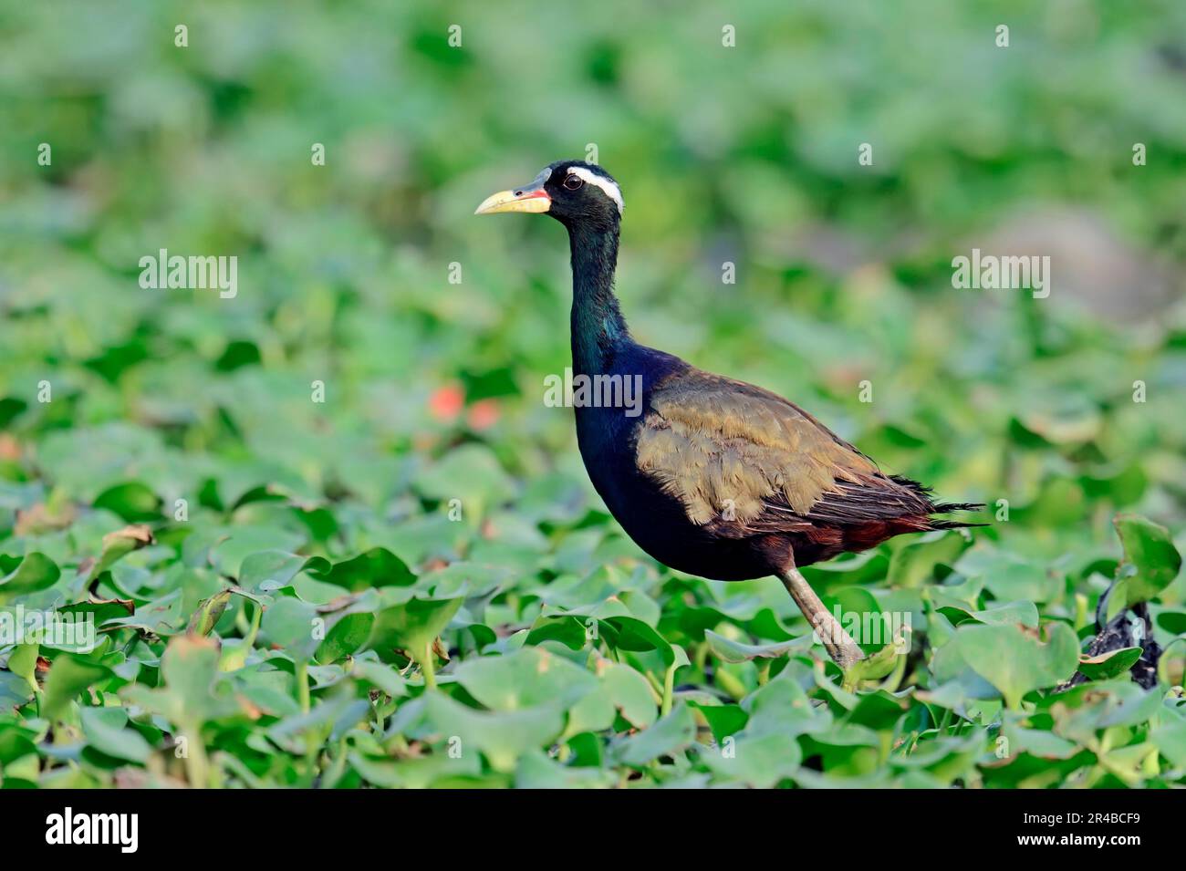 Bronze-winged Jacana (Metopidius indicus), Rajasthan, India Stock Photo ...
