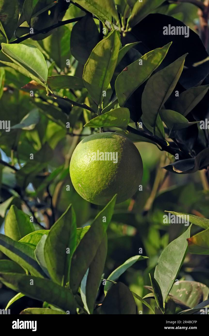 Pompelmous hi-res stock photography and images - Alamy