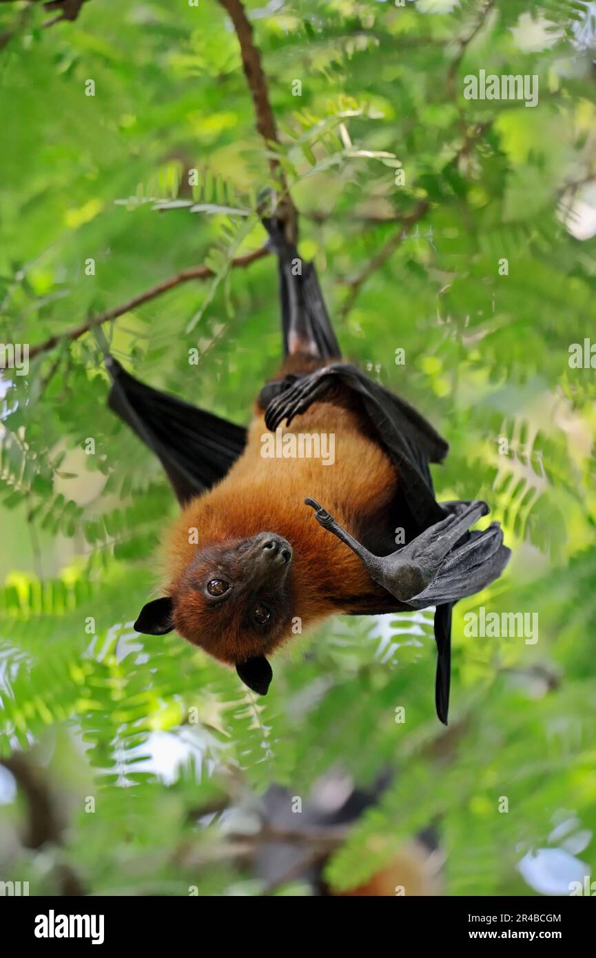 Indian Flying Fox (Pteropus giganteus), Uttar Pradesh, India Stock ...