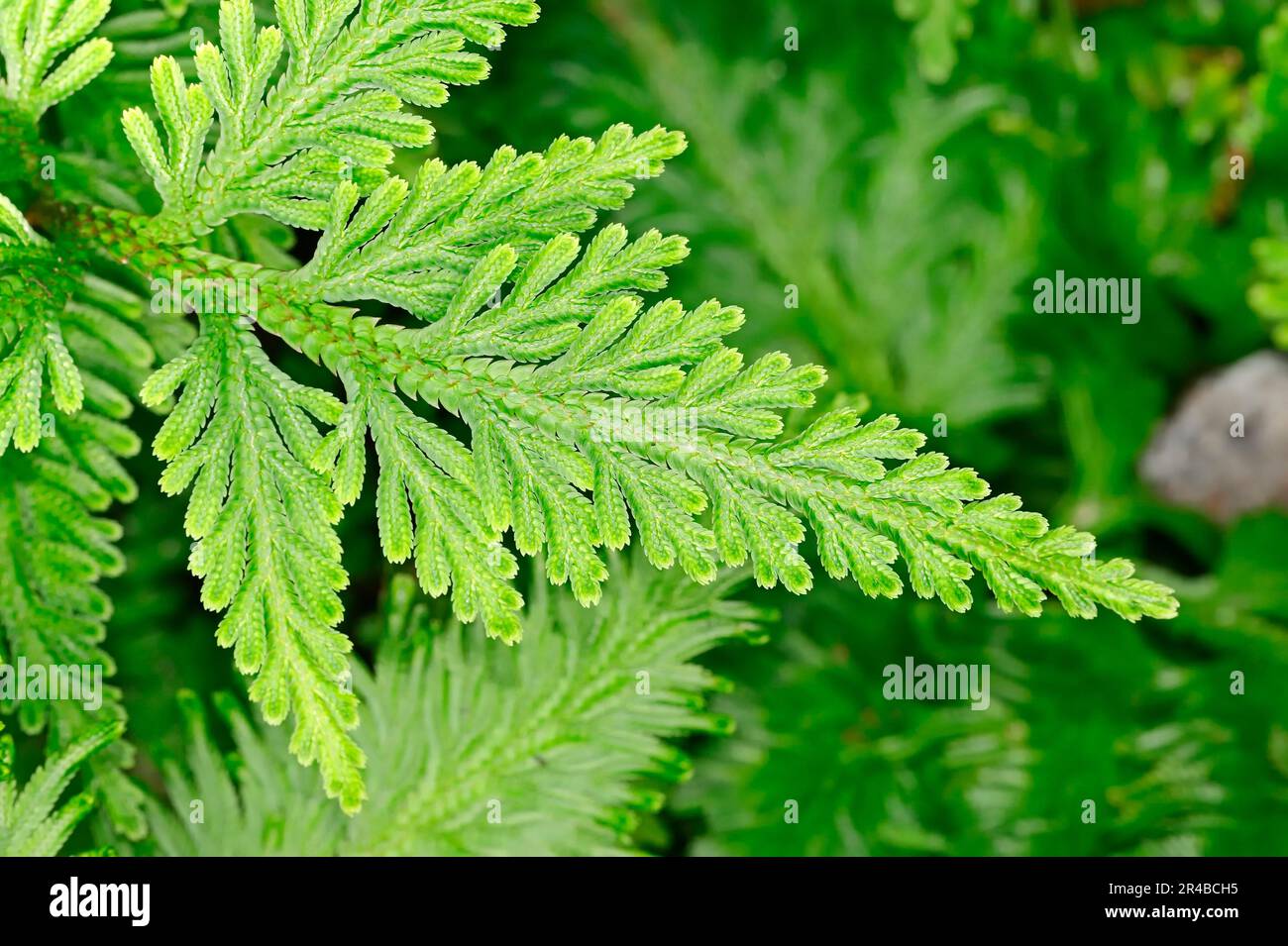 Club moss (Selaginella caulescens), spiny moss Stock Photo - Alamy