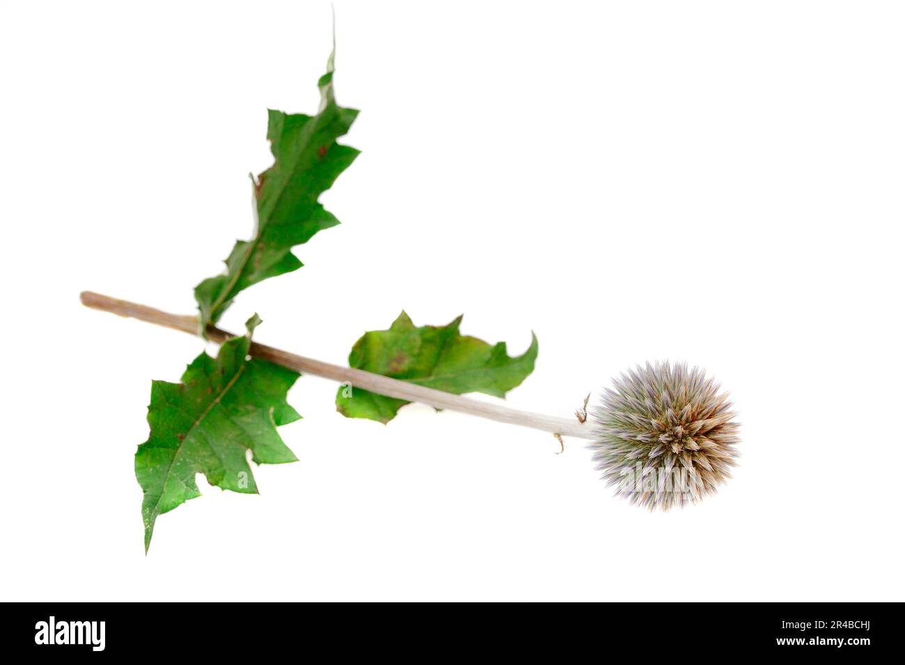 Common globe thistle, glandular-leaved (Echinops sphaerocephalus) globe ...