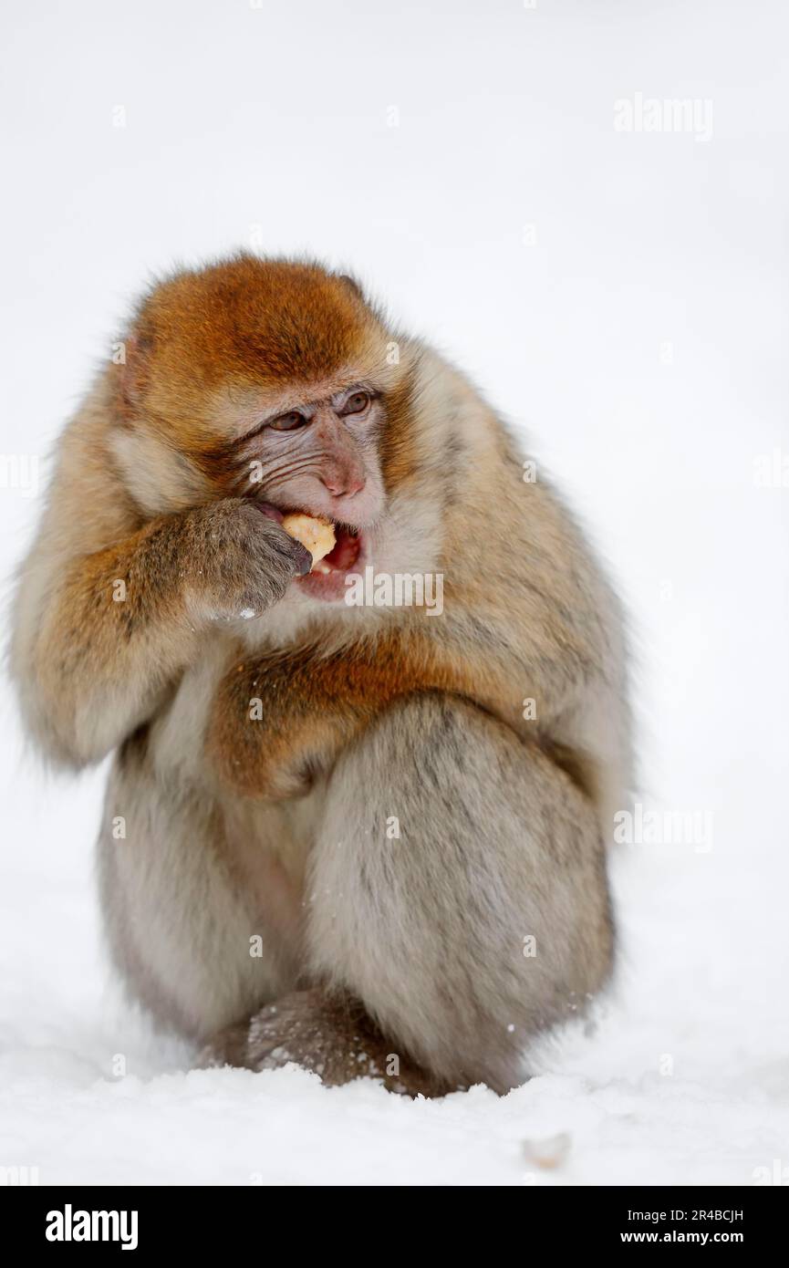 Piaggio monkey hi-res stock photography and images - Alamy