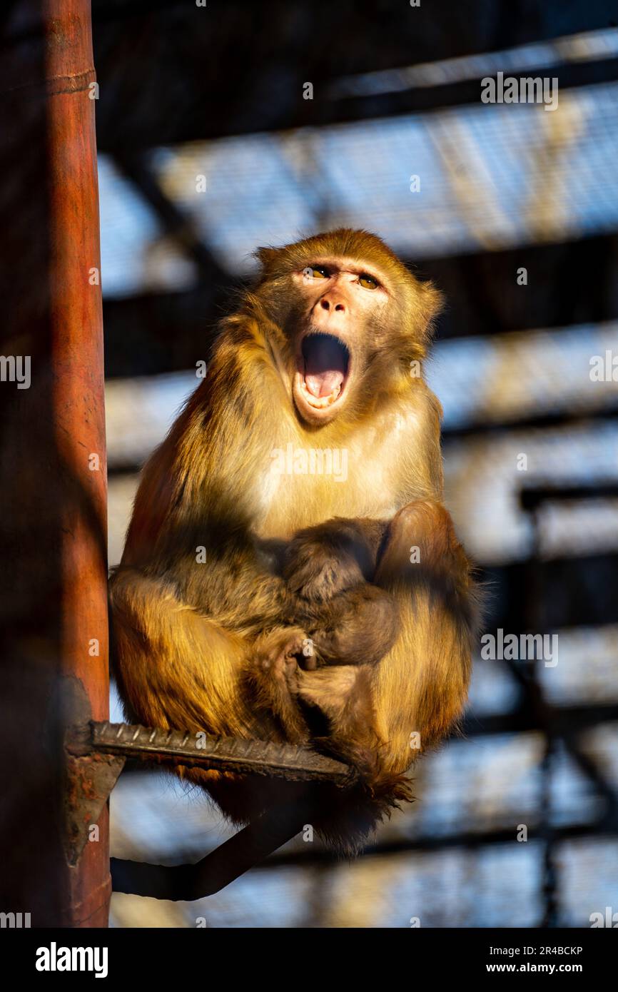 An inquisitive monkey peers out from the top of a tall structure in a ...